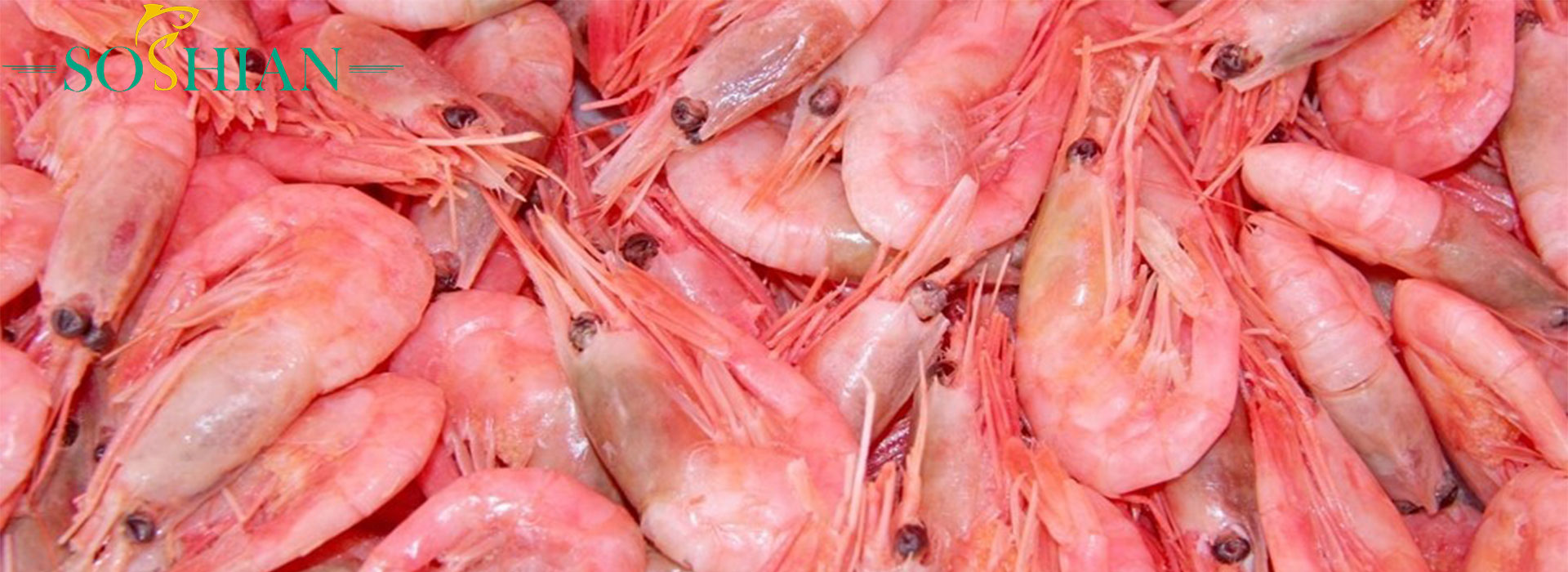 pink shrimp – soshian